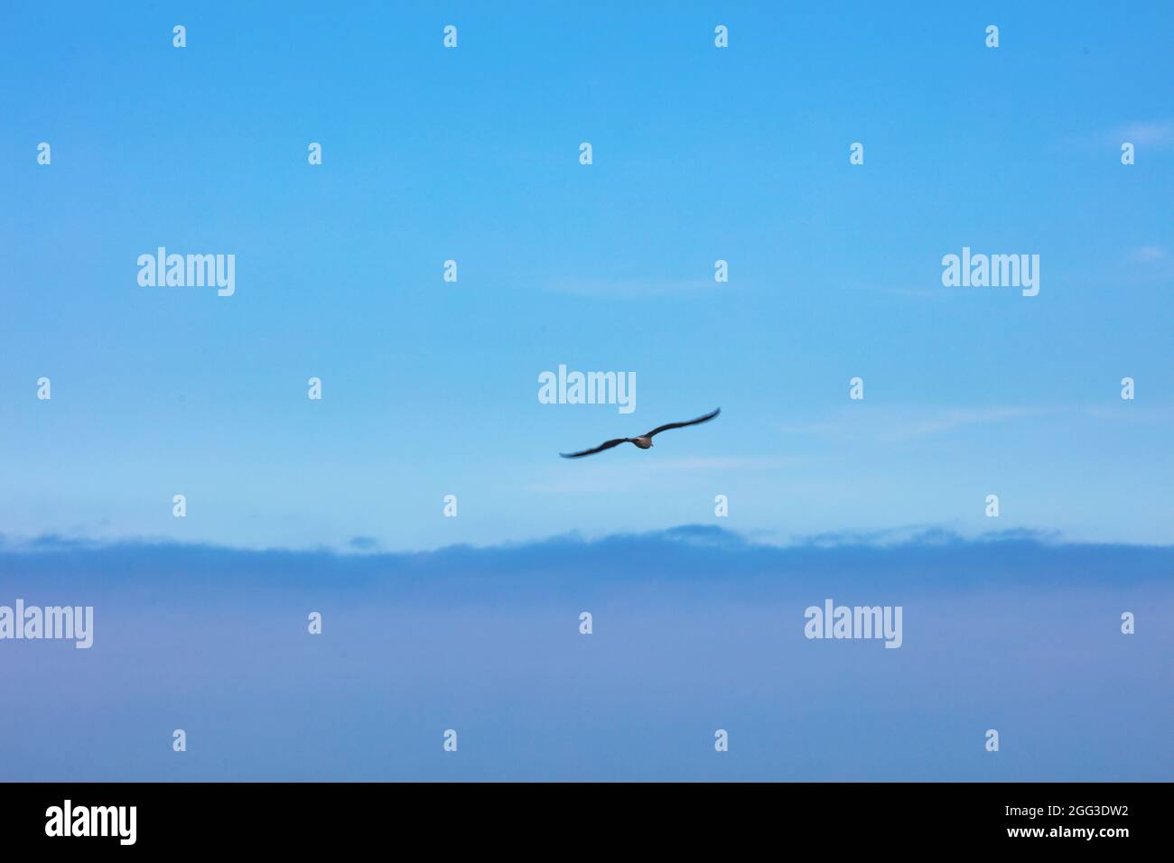 Seagulls sea slow motion hi-res stock photography and images - Alamy