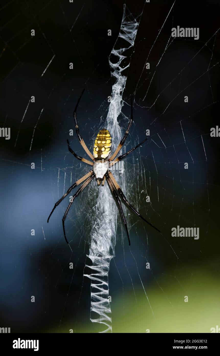 Black and Yellow Argiope, Argiope aurantia Stock Photo - Alamy