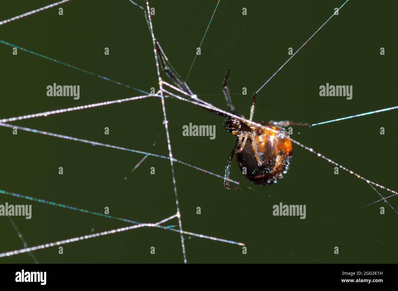 Dewdrop Spider, Argyrodes sp., female, kleptoparasite in the web of a ...
