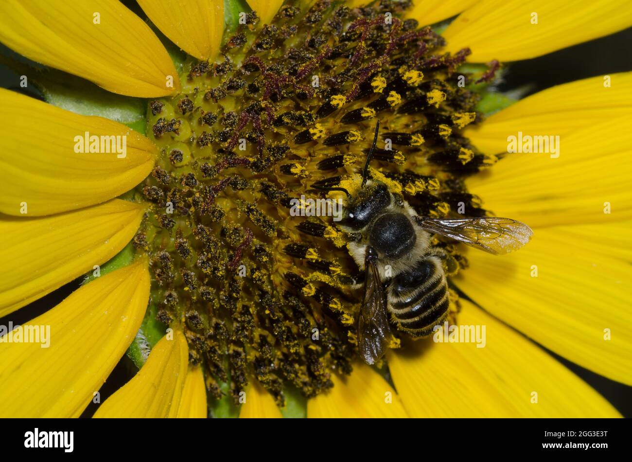 Leaf-cutter Bee, Megachile sp., foraging on Common Sunflower ...