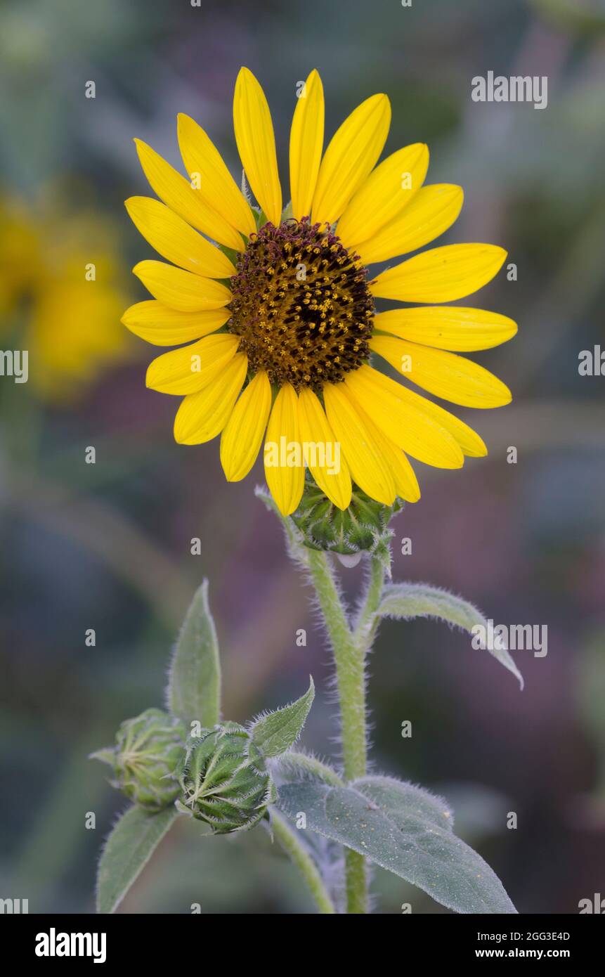Common Sunflower, Helianthus annuus Stock Photo - Alamy