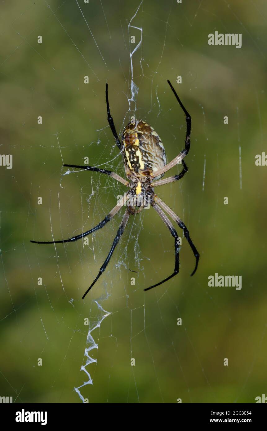Argiope aurantia hi-res stock photography and images - Alamy