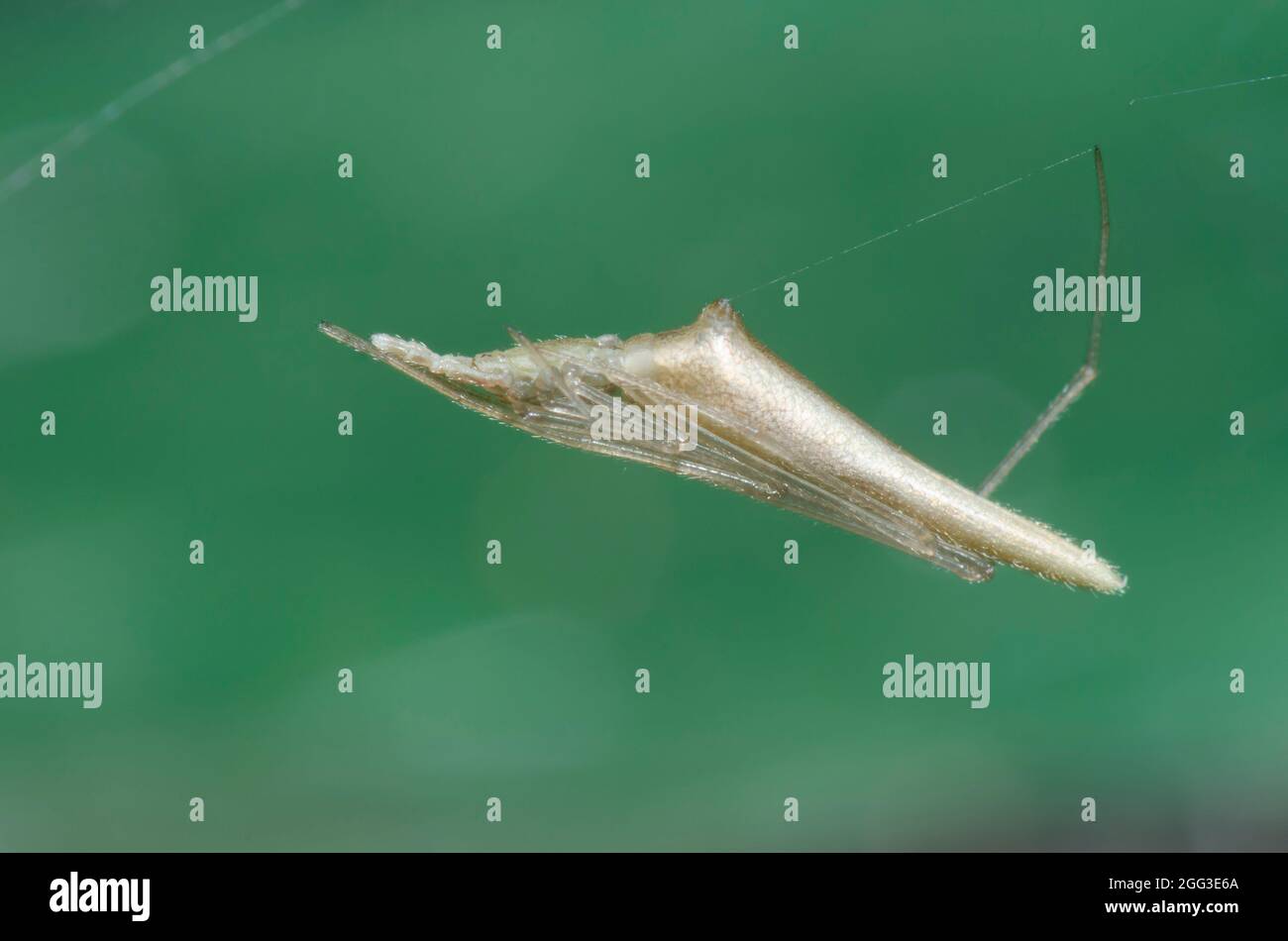 Spider cob hi-res stock photography and images - Alamy