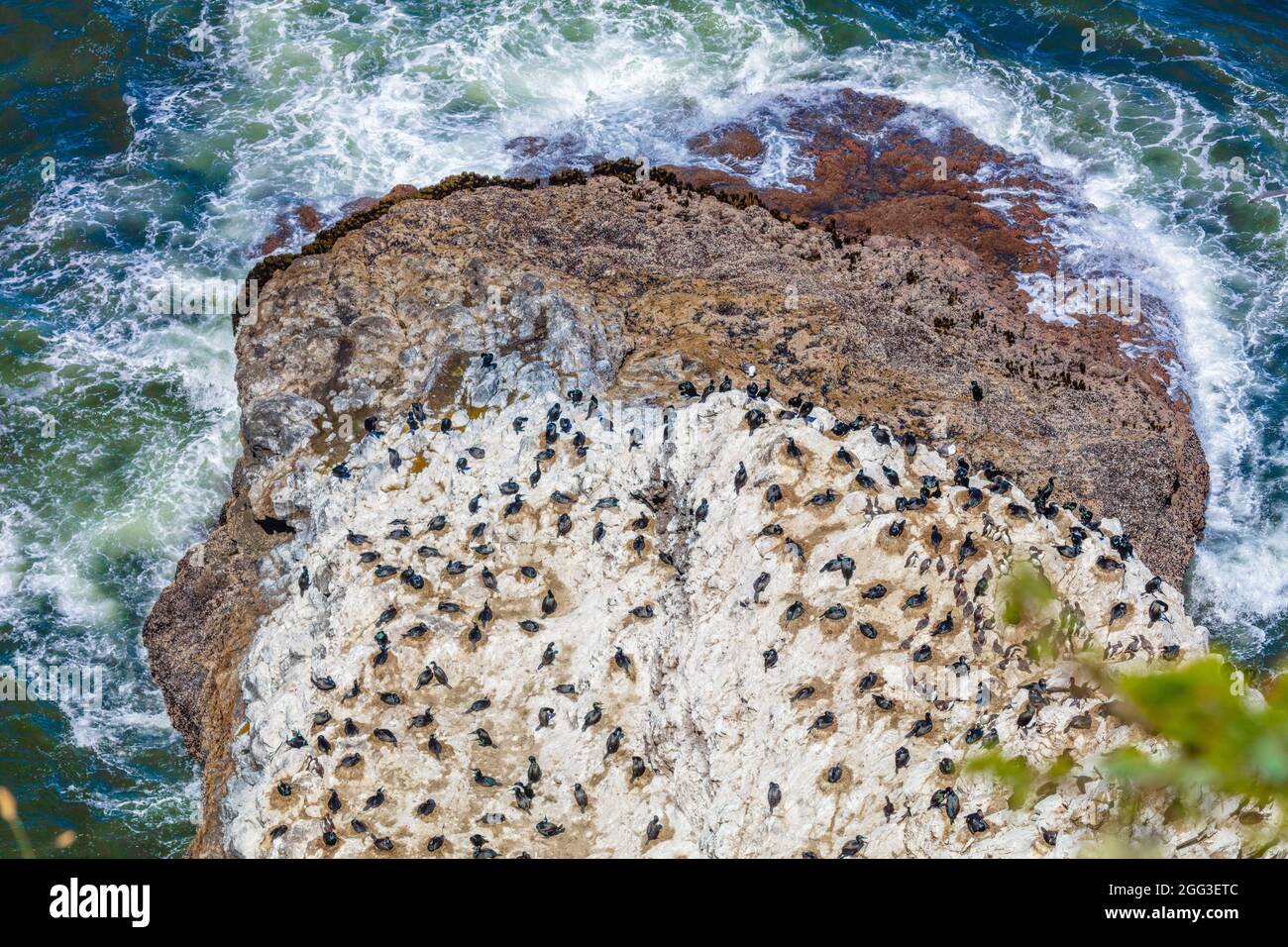 Seagulls sea slow motion hi-res stock photography and images - Alamy