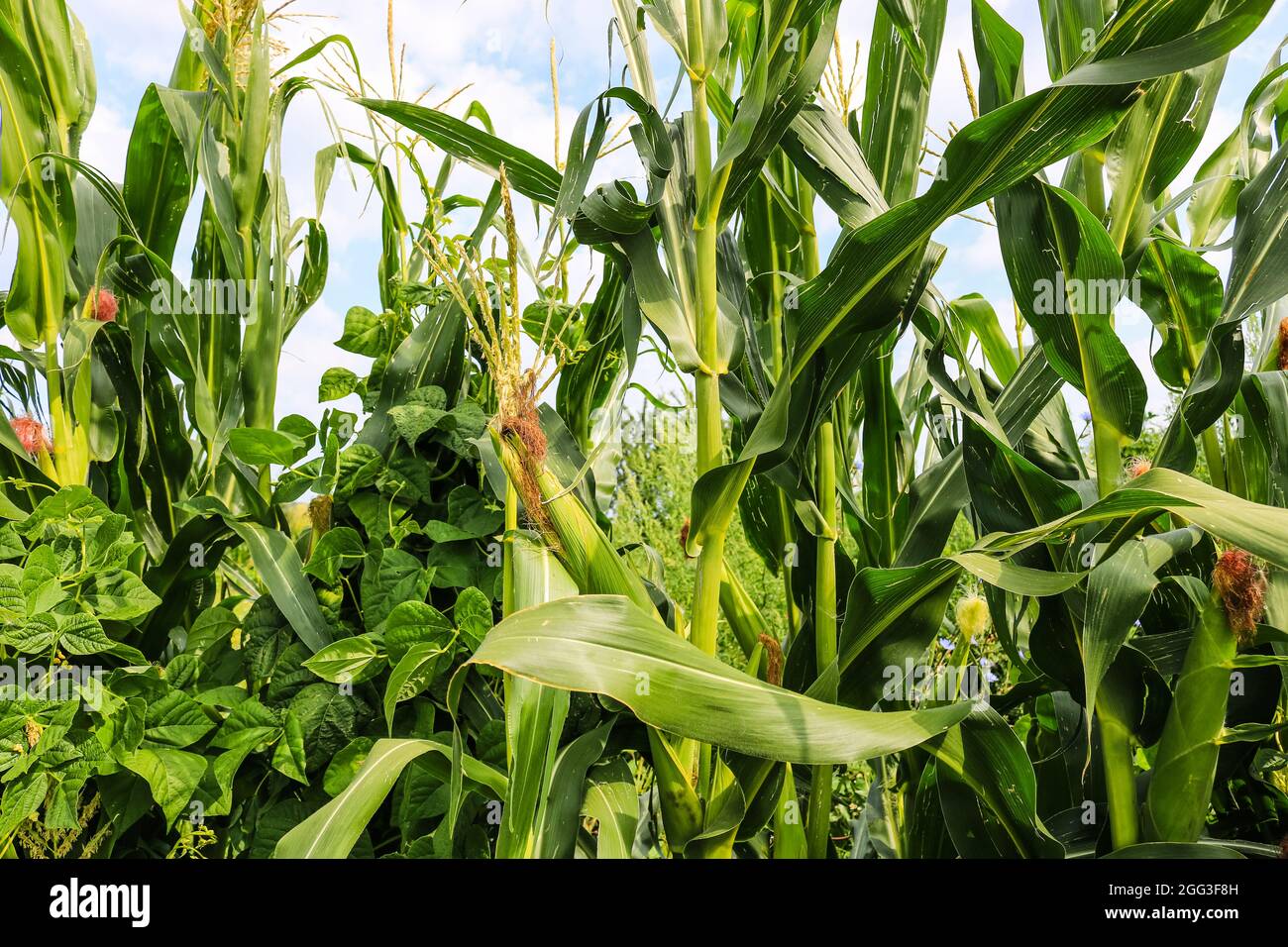 Unripe green corn in the garden. Corn stalks, flowers and leaves on a ...