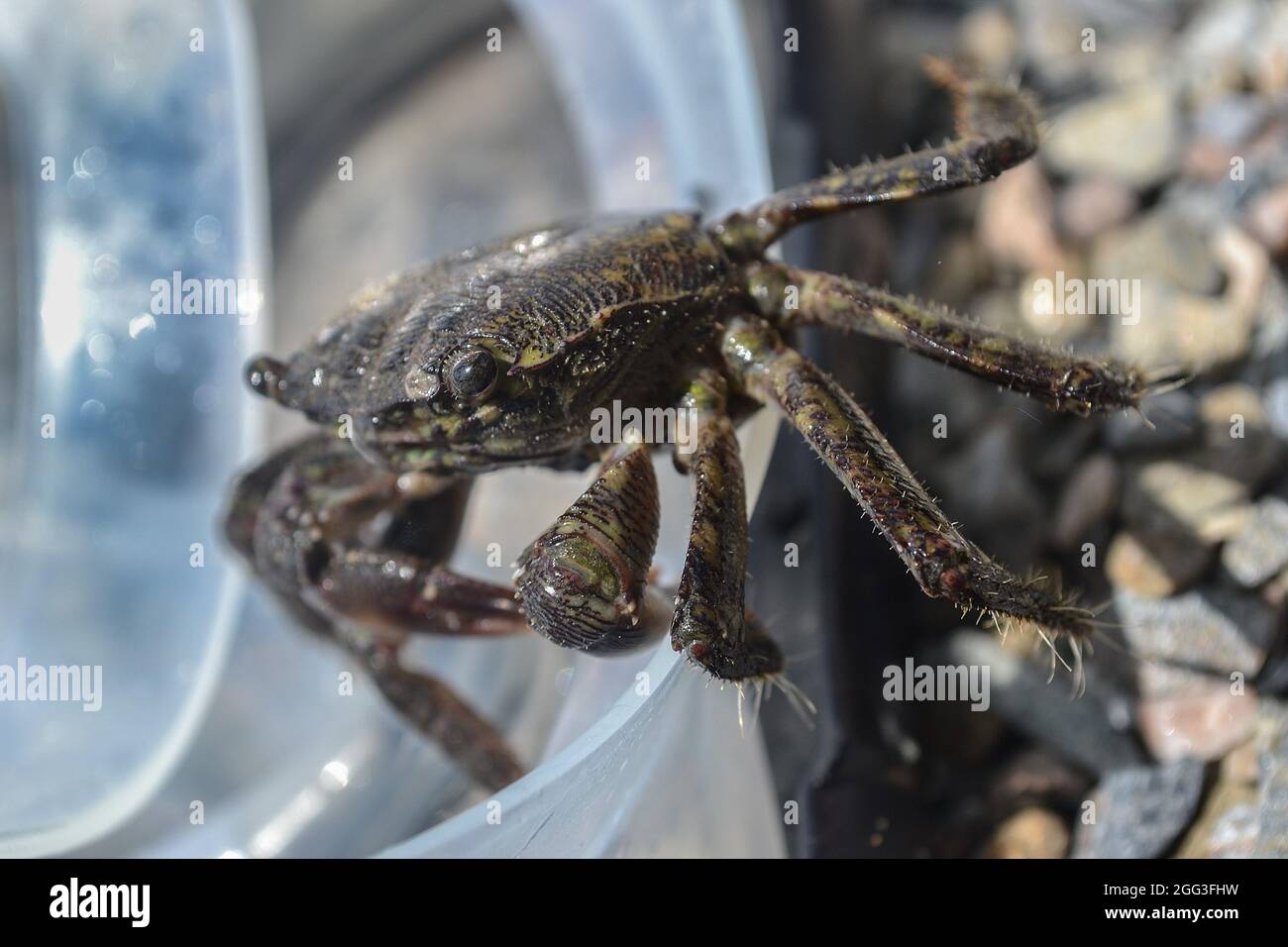 rock crab pachygrapsus marmoratus Stock Photo - Alamy