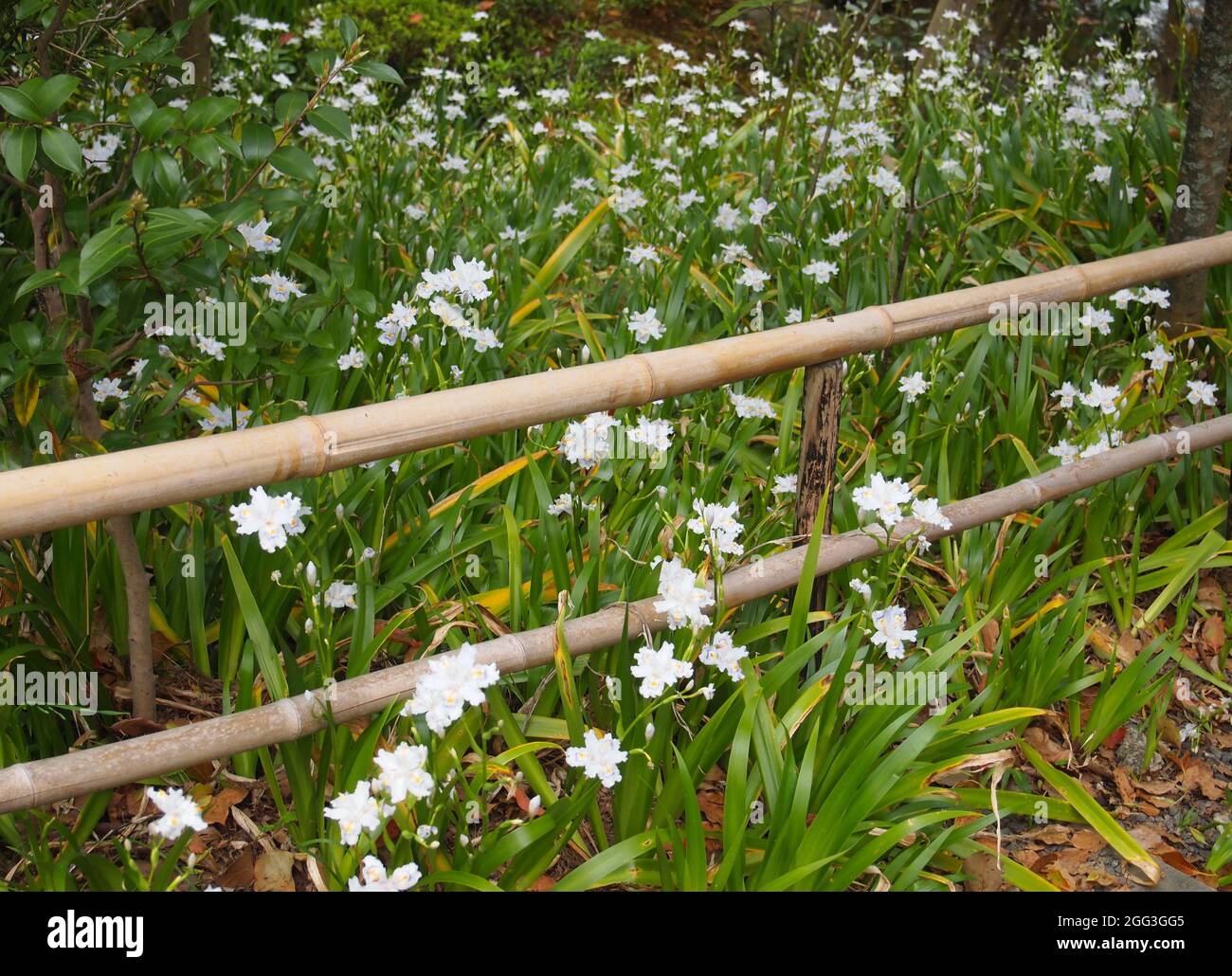 Iris Japonica. It is a flower that comes from China and Japan. In Japan ...