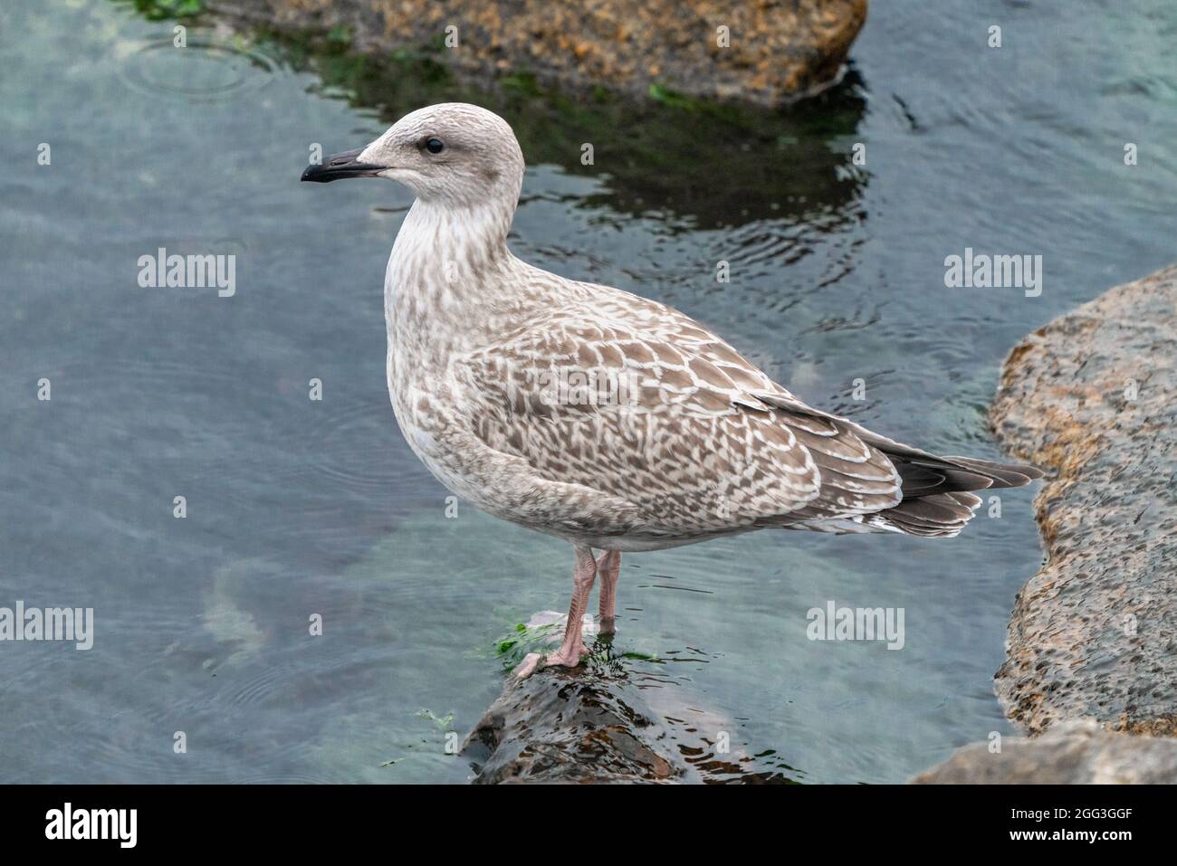 Baltic sea in poland birds hi-res stock photography and images - Alamy