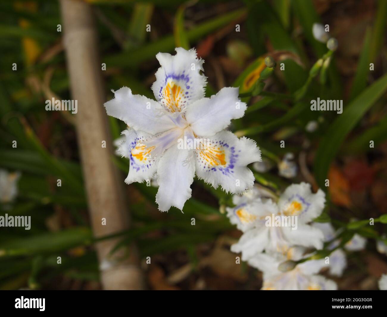 Iris Japonica. It is a flower that comes from China and Japan. In Japan ...