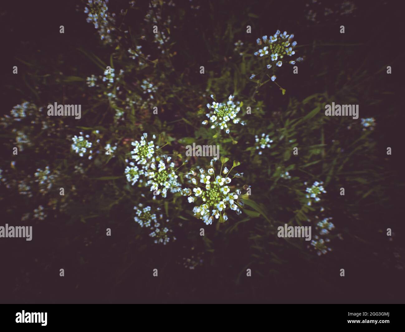Bursa pastoris flower hi-res stock photography and images - Alamy