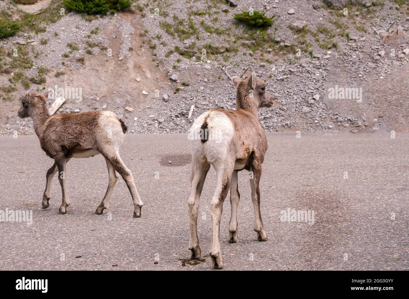 Wild goats on asphalt road hi-res stock photography and images - Alamy
