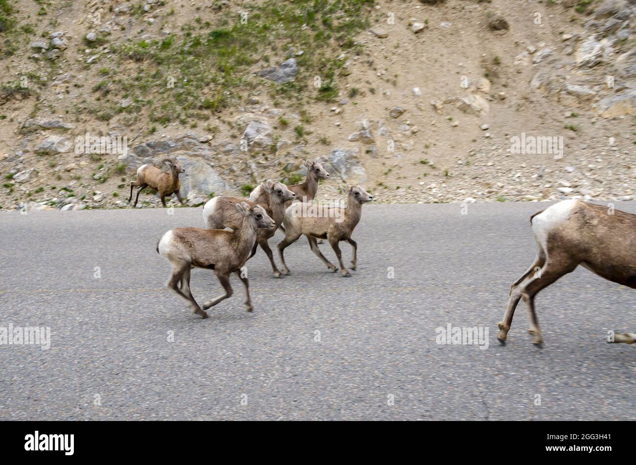 Wild goats on asphalt road hi-res stock photography and images - Alamy