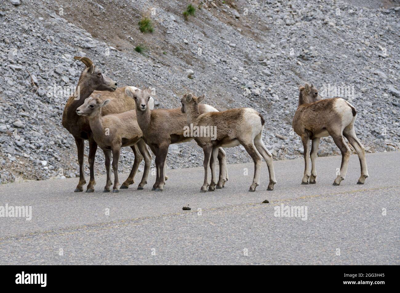 Wild goats on asphalt road hi-res stock photography and images - Alamy