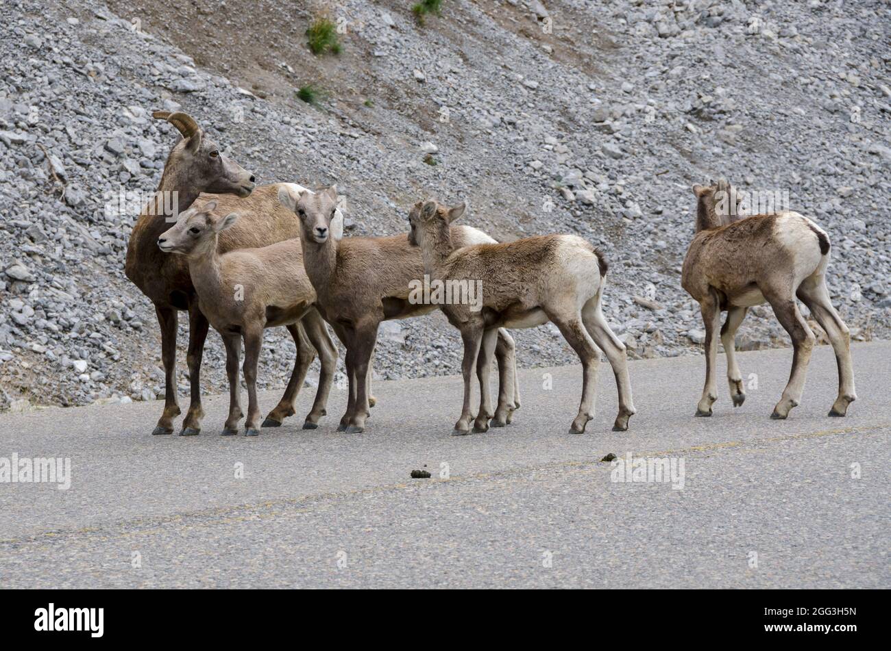 Wild goats on asphalt road hi-res stock photography and images - Alamy