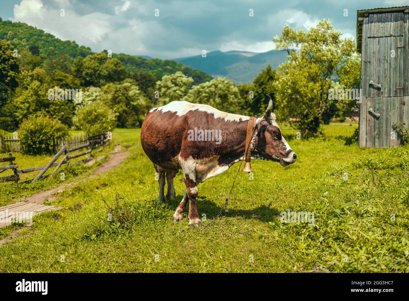 Cow With A Bell On The Neck High Resolution Stock Photography and ...