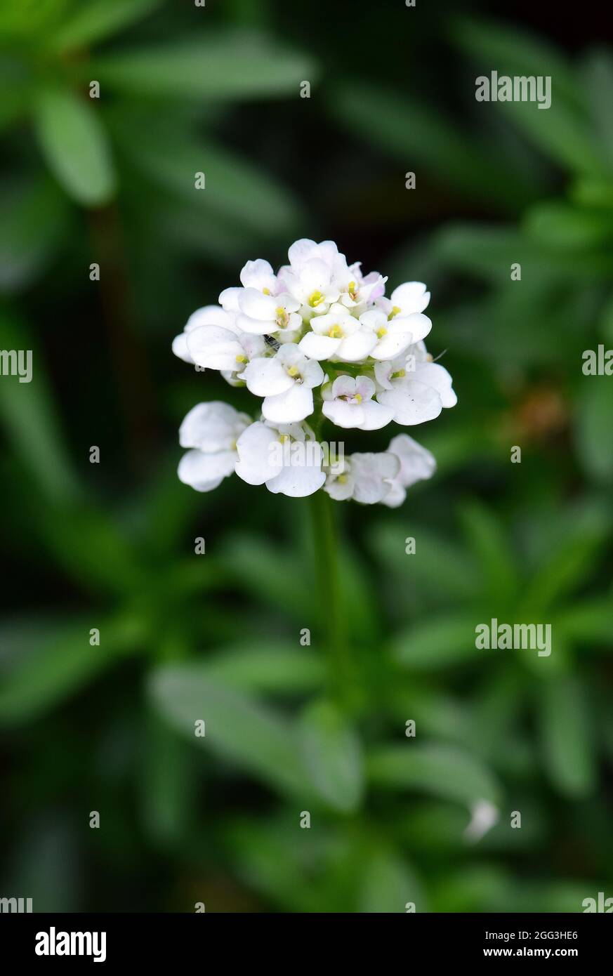 Citriodorus lemon thyme thymus hi-res stock photography and images - Alamy