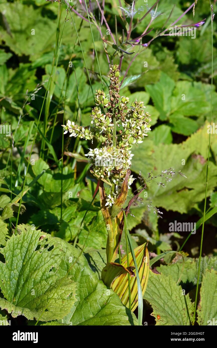 Zaszpa hi-res stock photography and images - Alamy