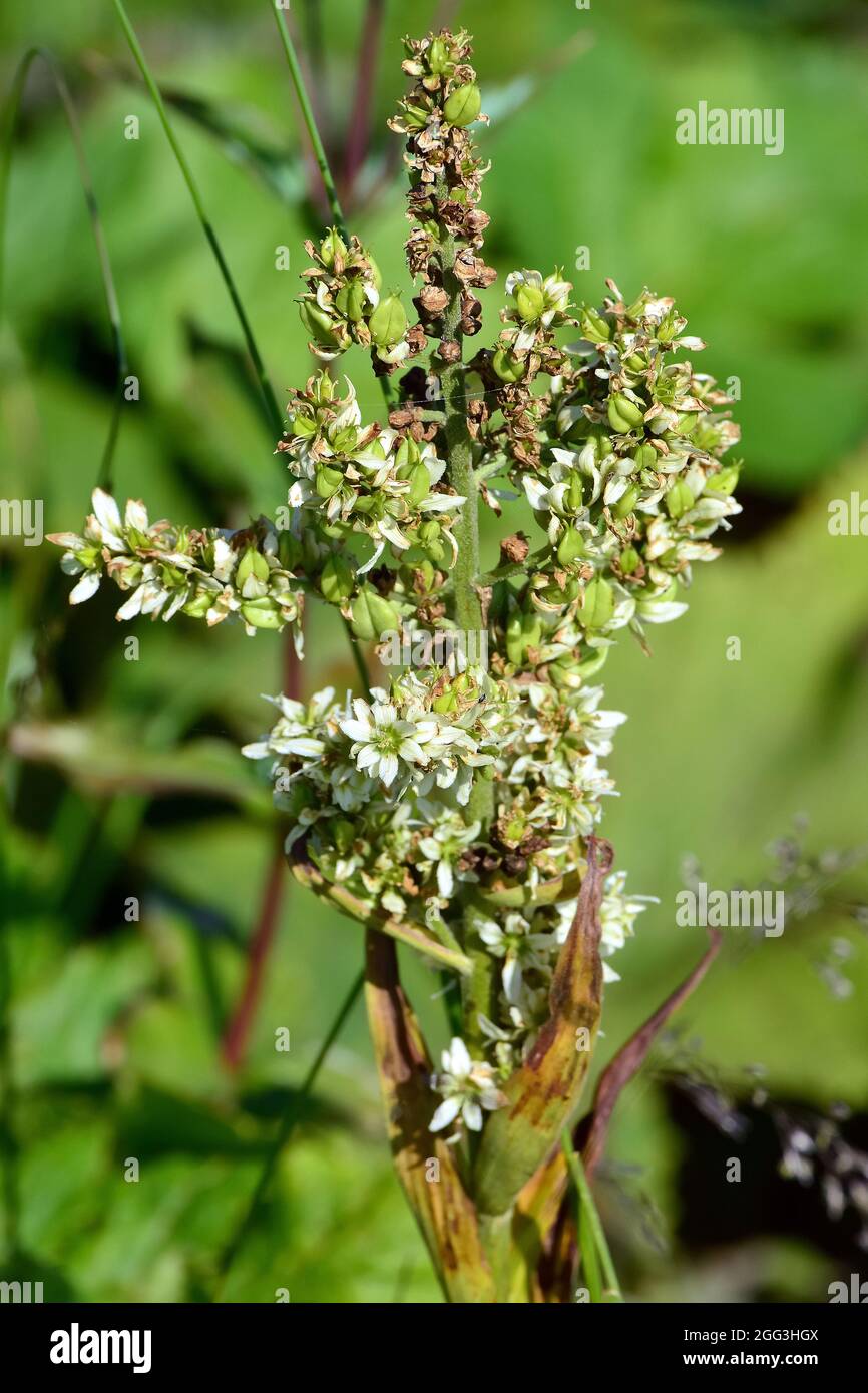 Zaszpa hi-res stock photography and images - Alamy