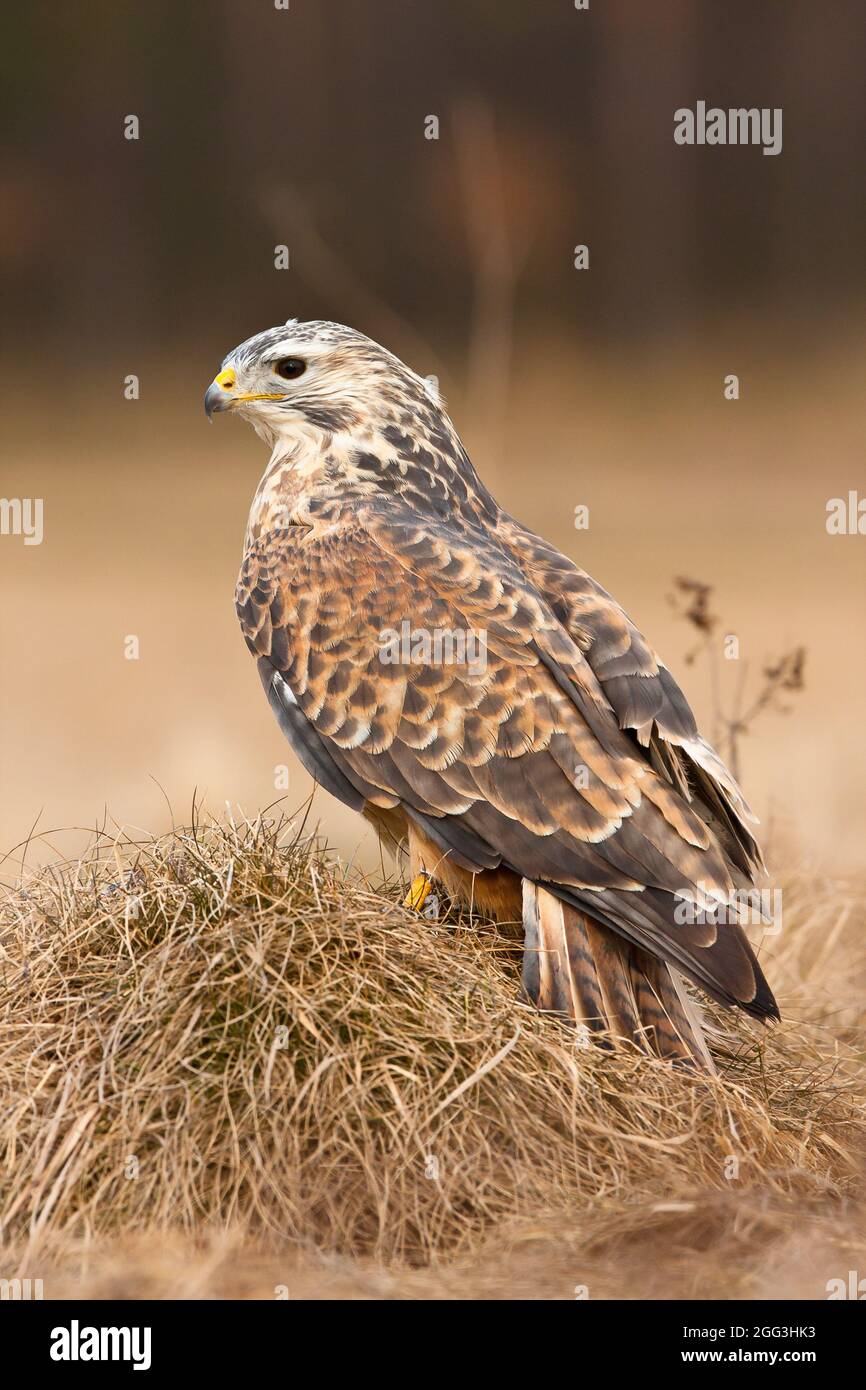 Vertical shot of a Rough-legged buzzard perched on the dry grass in a ...