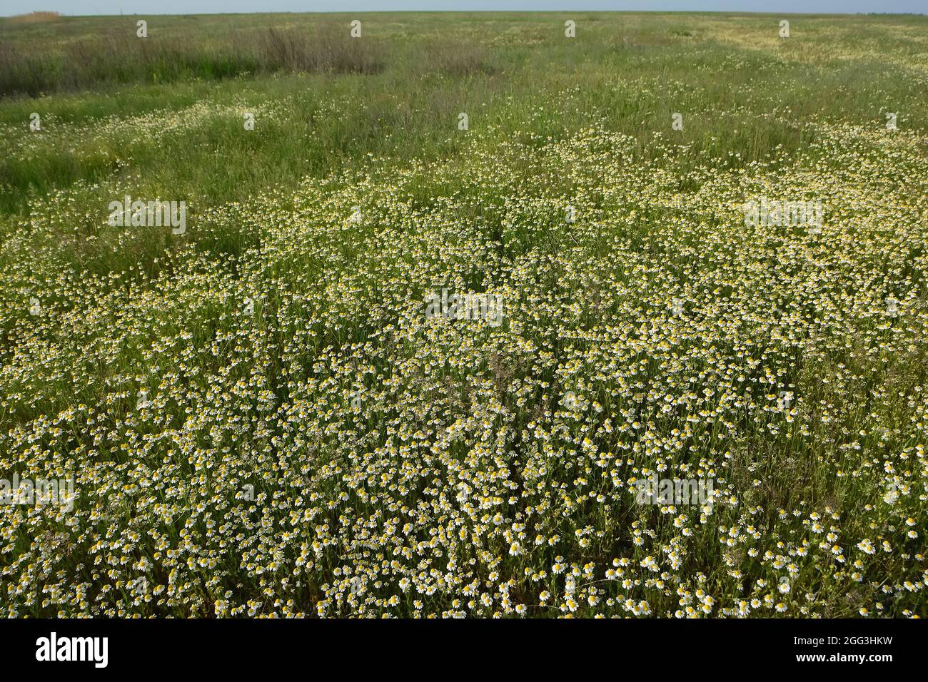 camomile, Hungarian chamomile, wild chamomile, scented mayweed, Echte ...