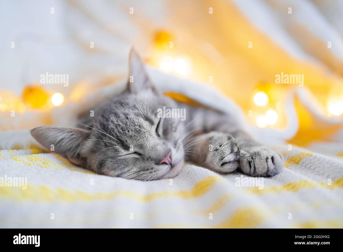 A cute striped gray kitten sleeps on the couch covered with a white ...