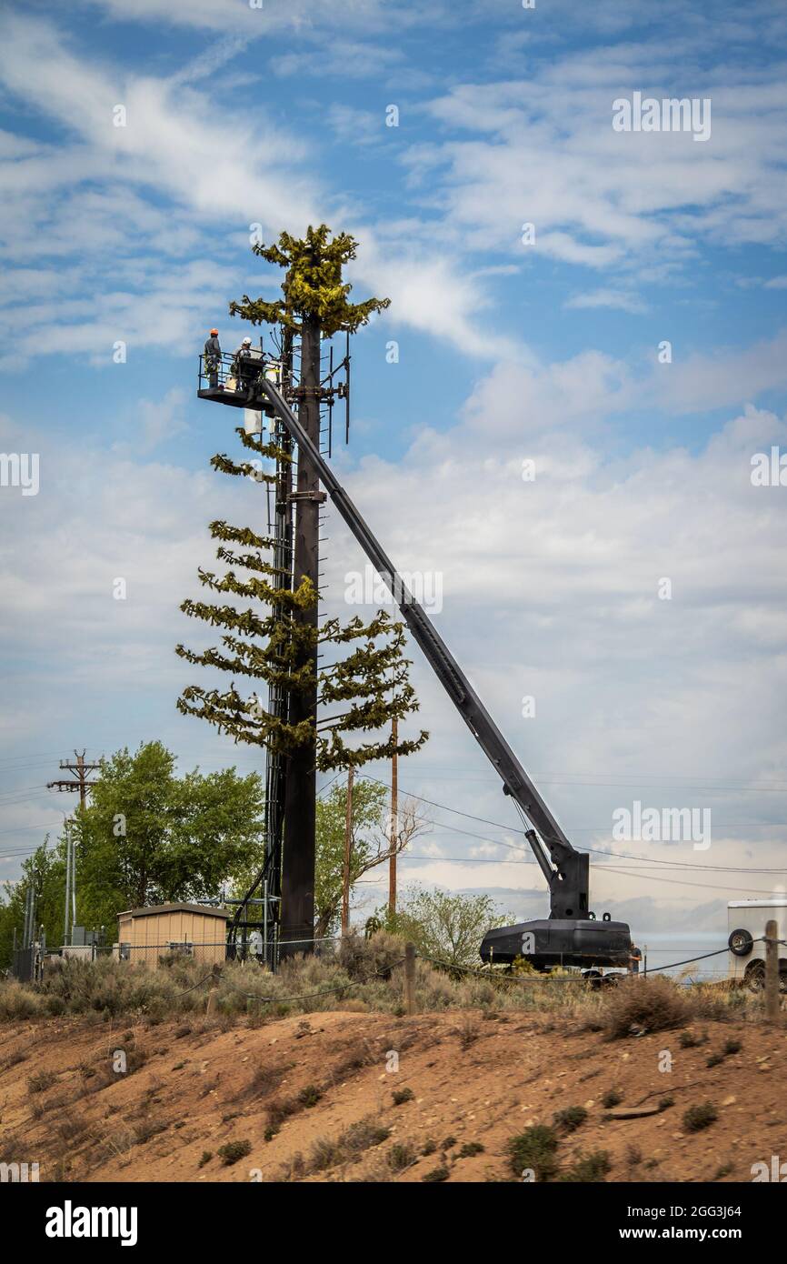 Cell-Mobile phone tower disguised as a pine tree being constructed by workmen on a crane Stock ...