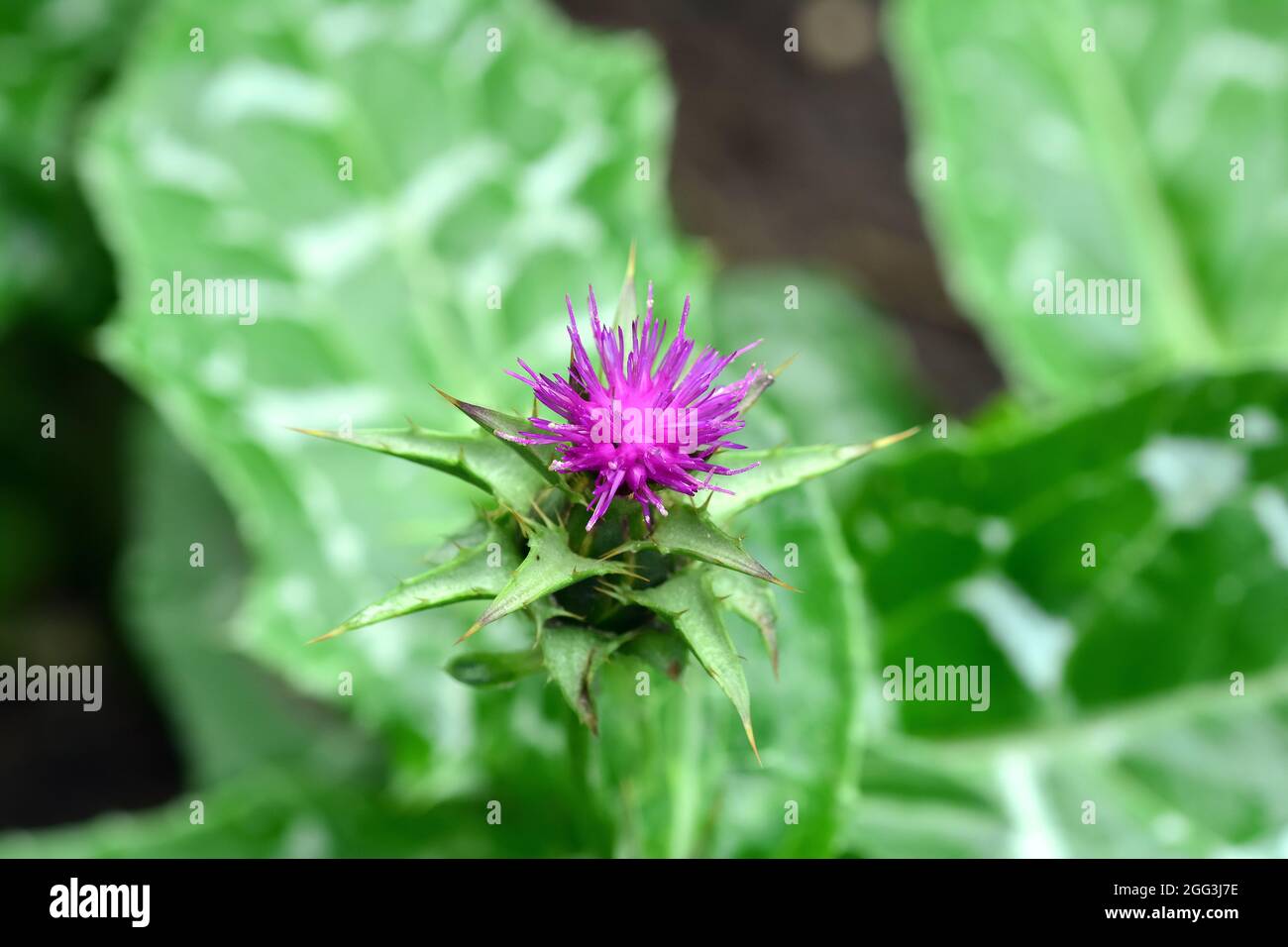 Mariatovis High Resolution Stock Photography and Images - Alamy