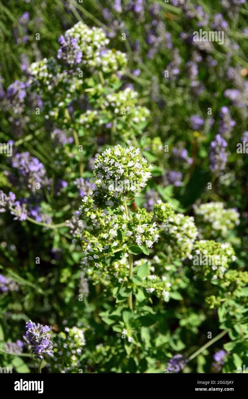 Oregano, wild marjoram, Origan, Origanum vulgare, szurokfű, Hungary ...