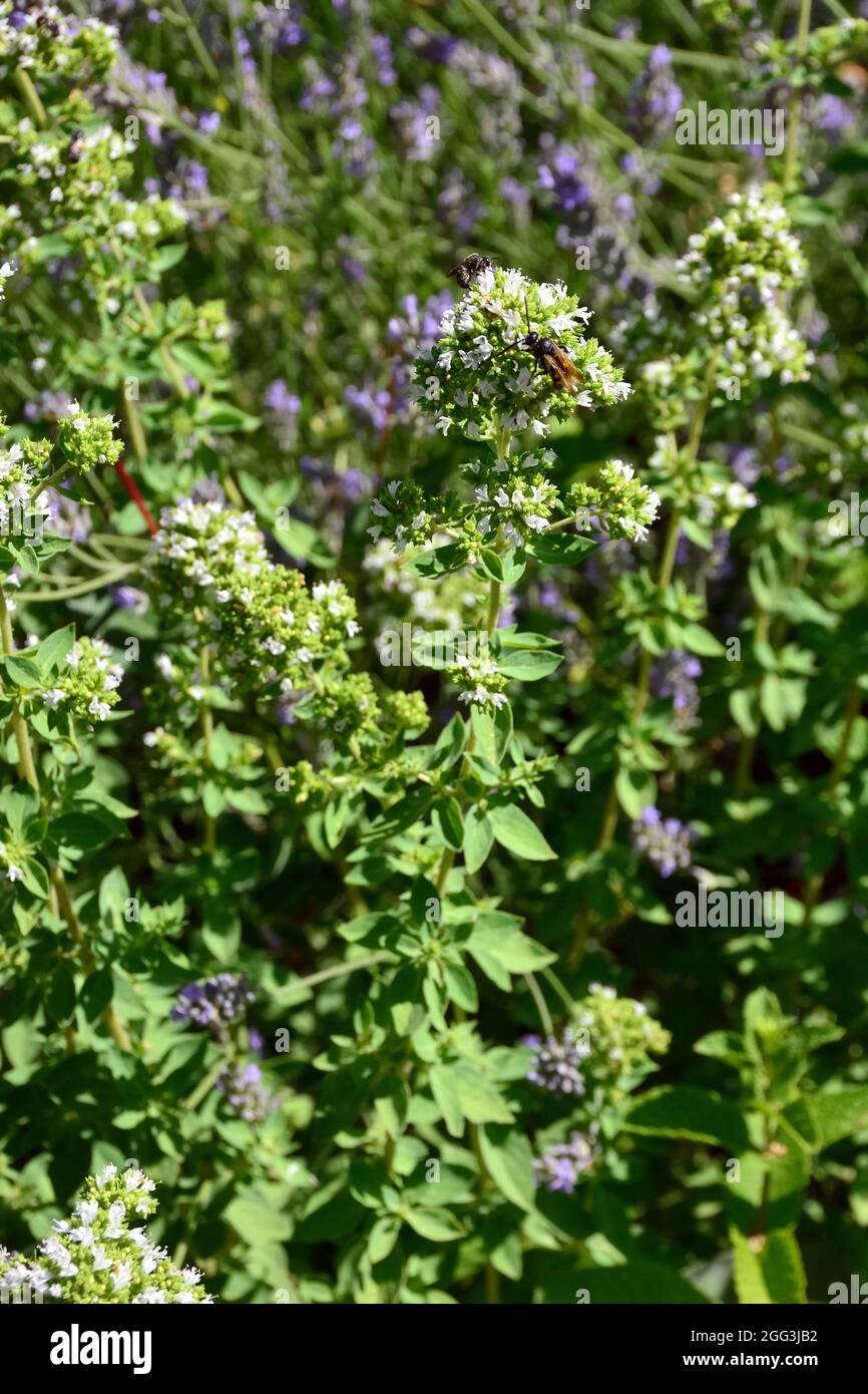 Oregano, wild marjoram, Origan, Origanum vulgare, szurokfű, Hungary ...