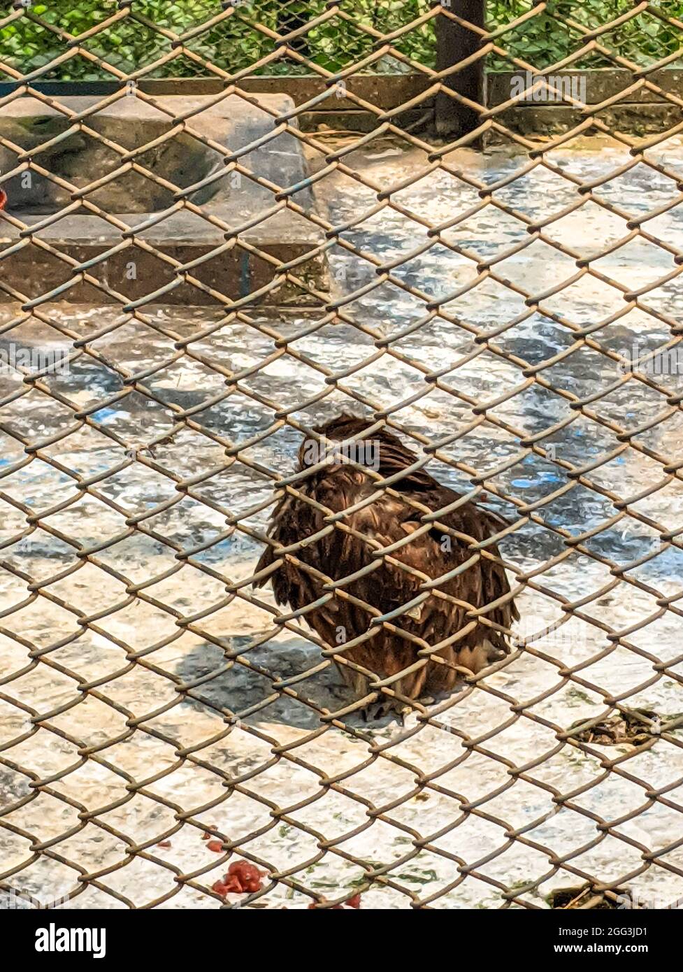 Chubby bird hi-res stock photography and images - Alamy