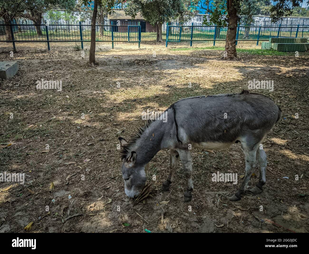 Beautiful shot of a donkey feeding in a zoo Stock Photo - Alamy