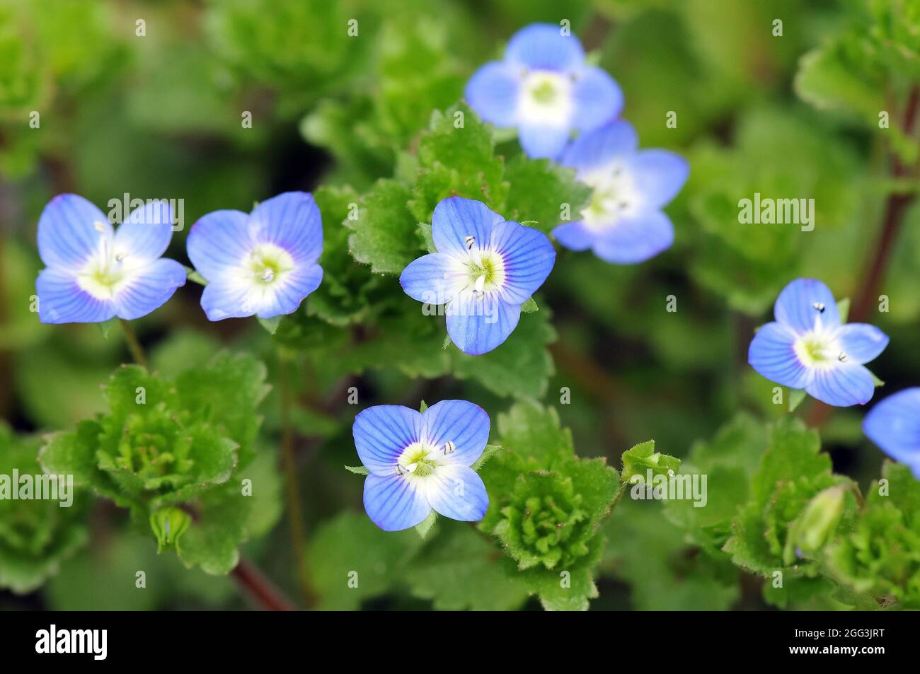 birdeye speedwell, common field-speedwell, Persischer Ehrenpreis ...