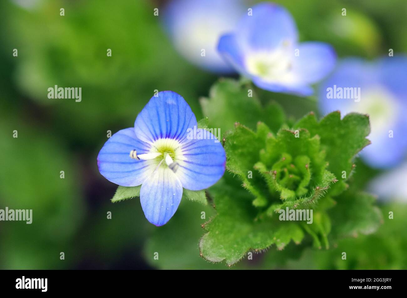 birdeye speedwell, common field-speedwell, Persischer Ehrenpreis ...