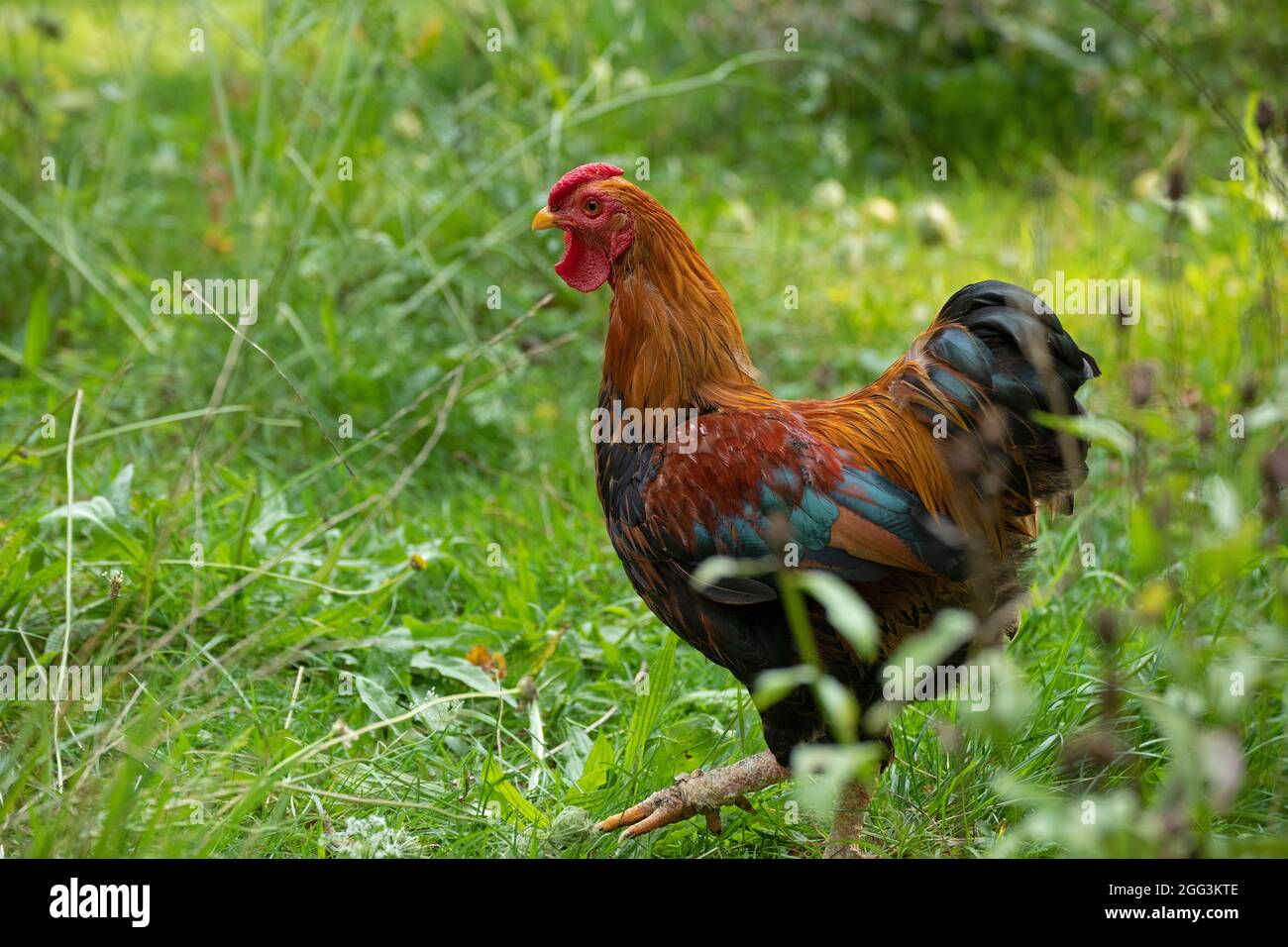 Huhn portrait hi-res stock photography and images - Alamy