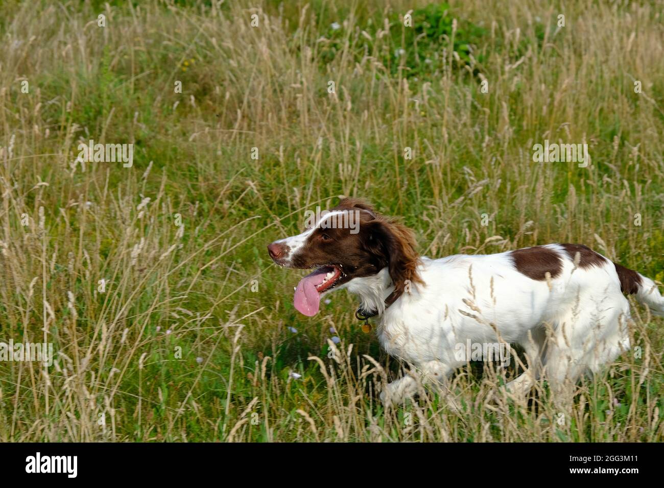 One English Springer Spaniel dog running alone in long grass Stock ...