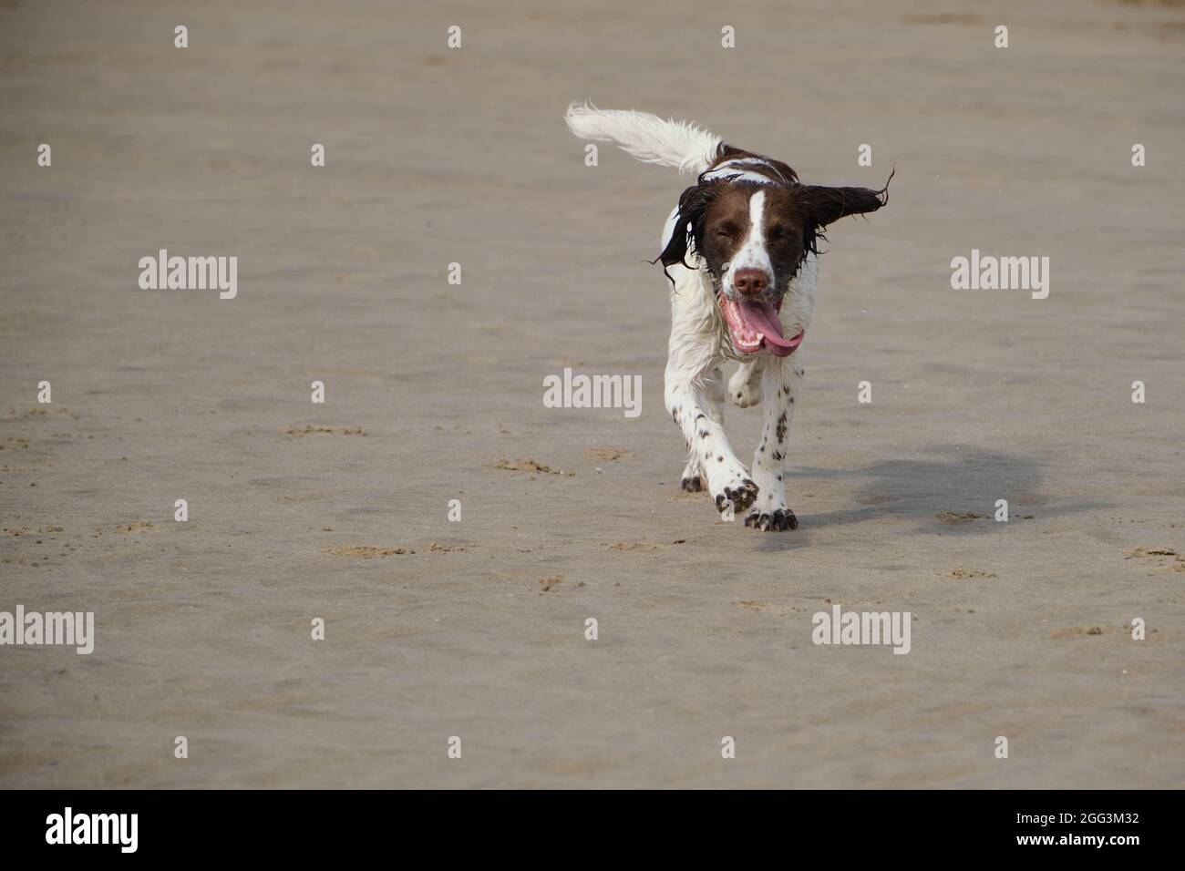 One English Springer Spaniel dog running alone on a sandy beach Stock ...