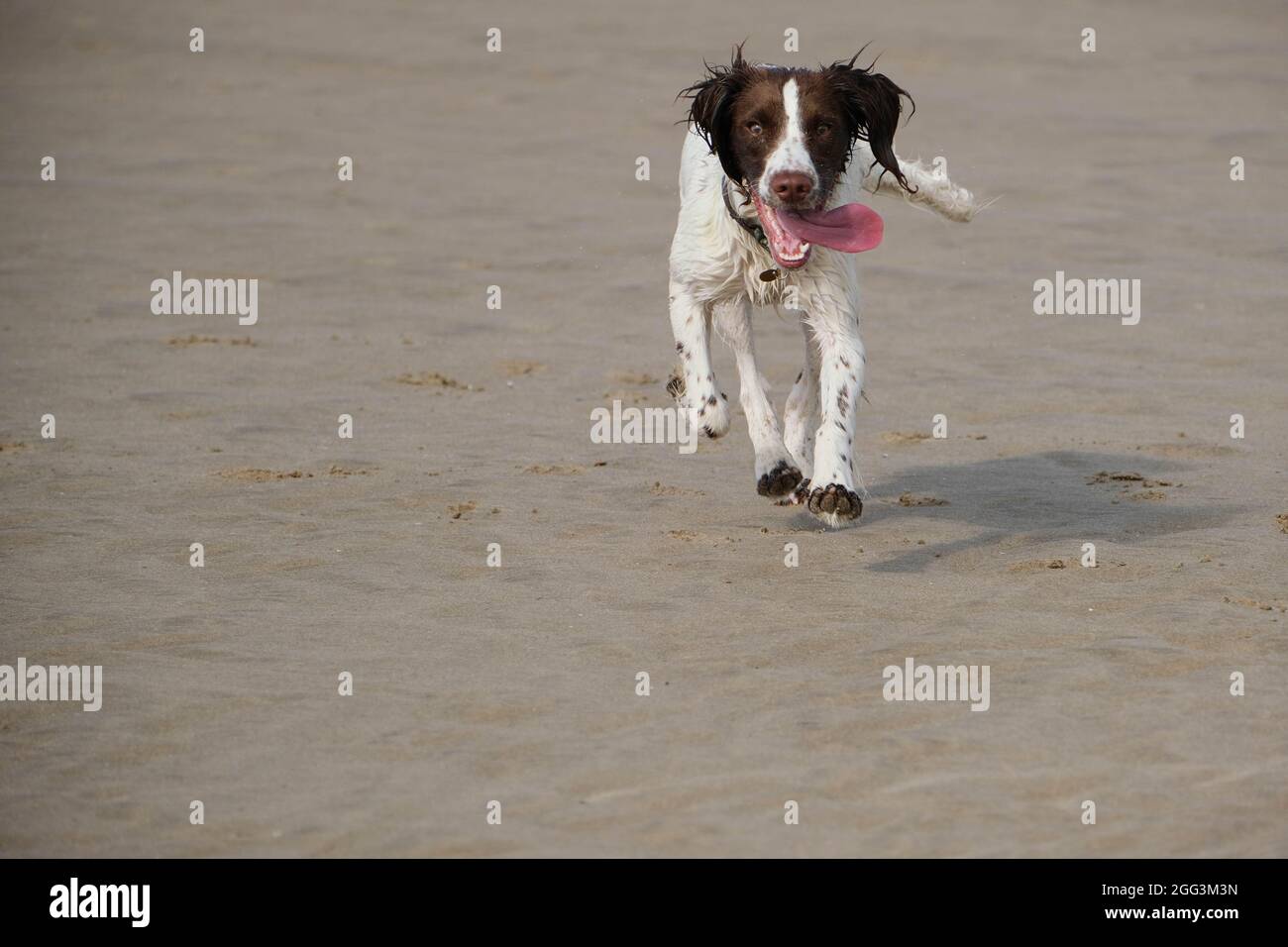 One English Springer Spaniel dog running alone on a sandy beach Stock ...