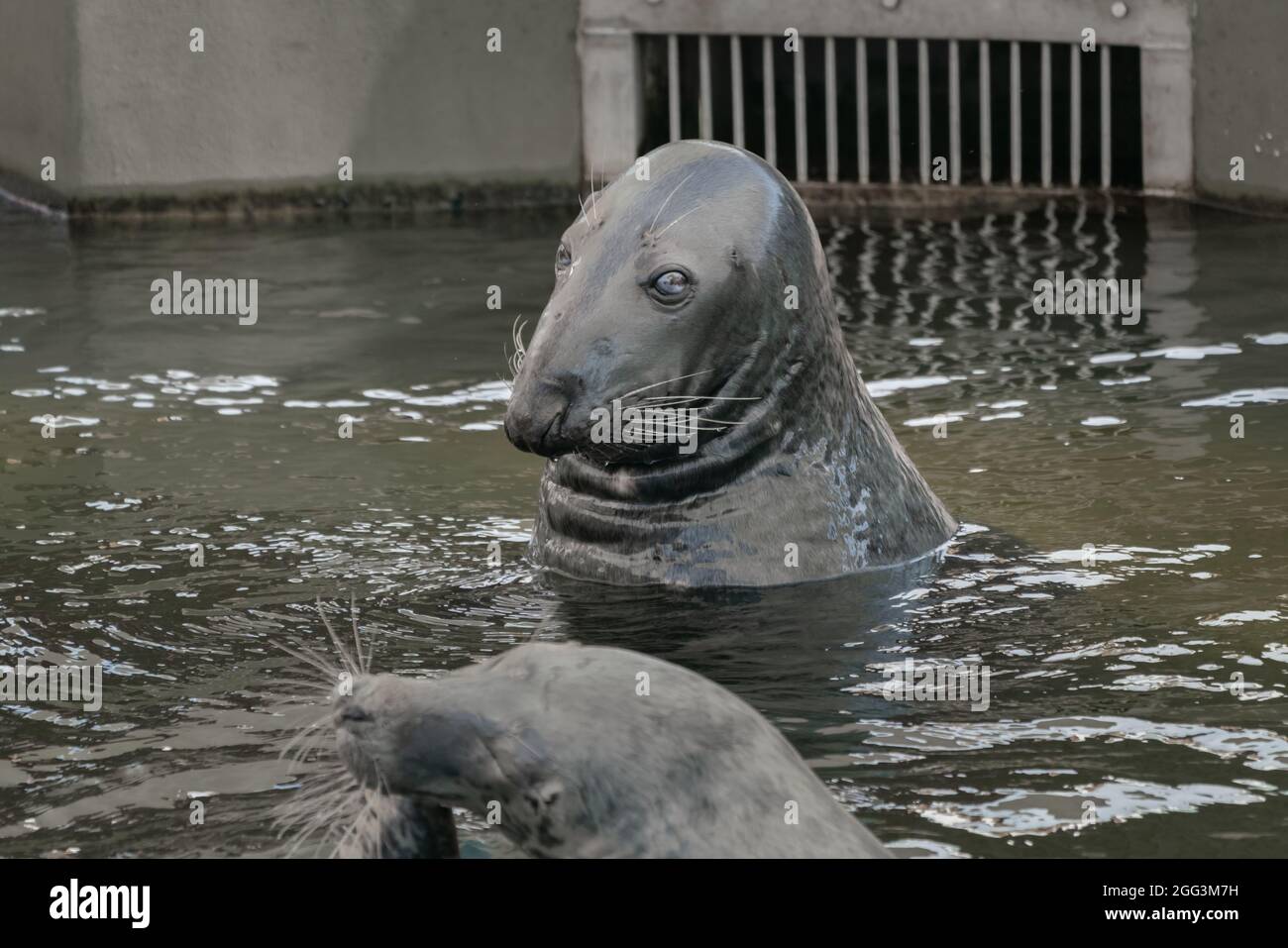Detail shot of a head of old big grey seal, Halichoerus grypus ...