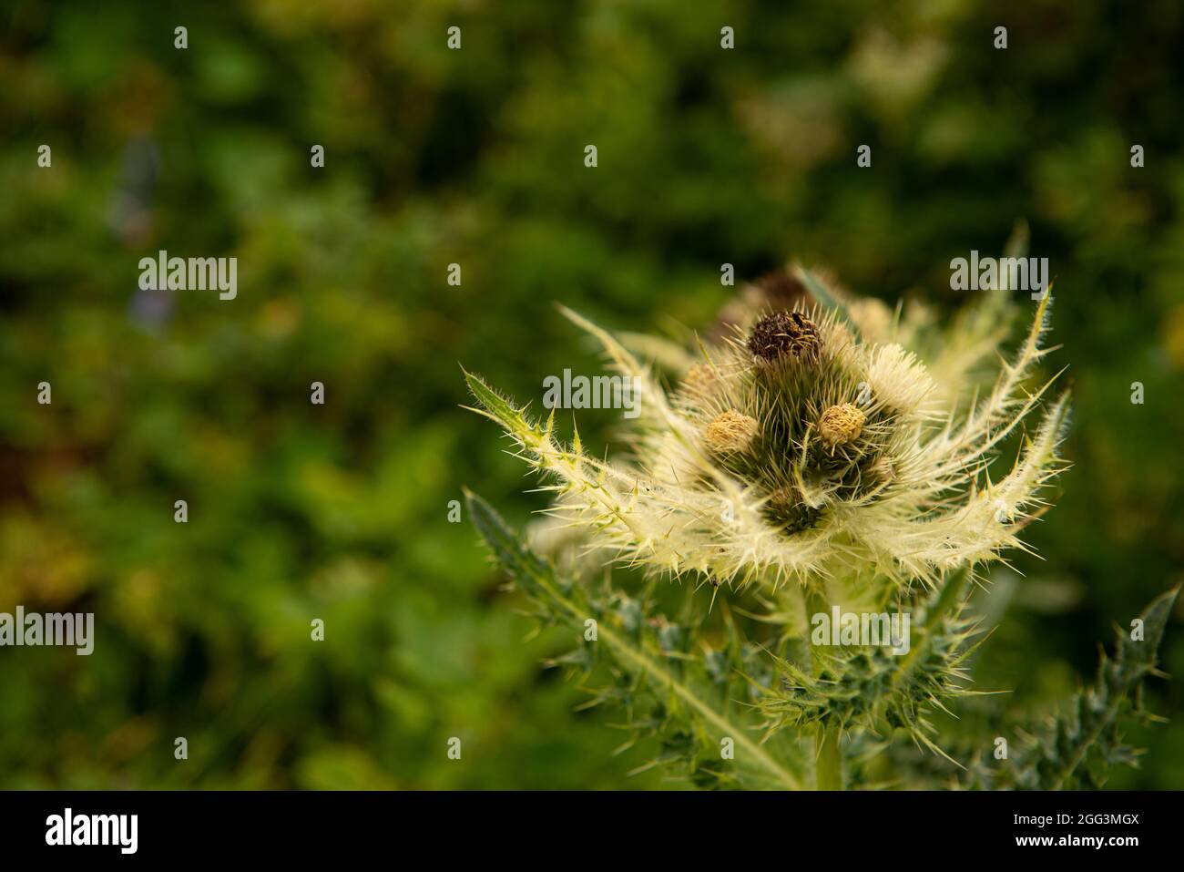 Distel hi-res stock photography and images - Alamy
