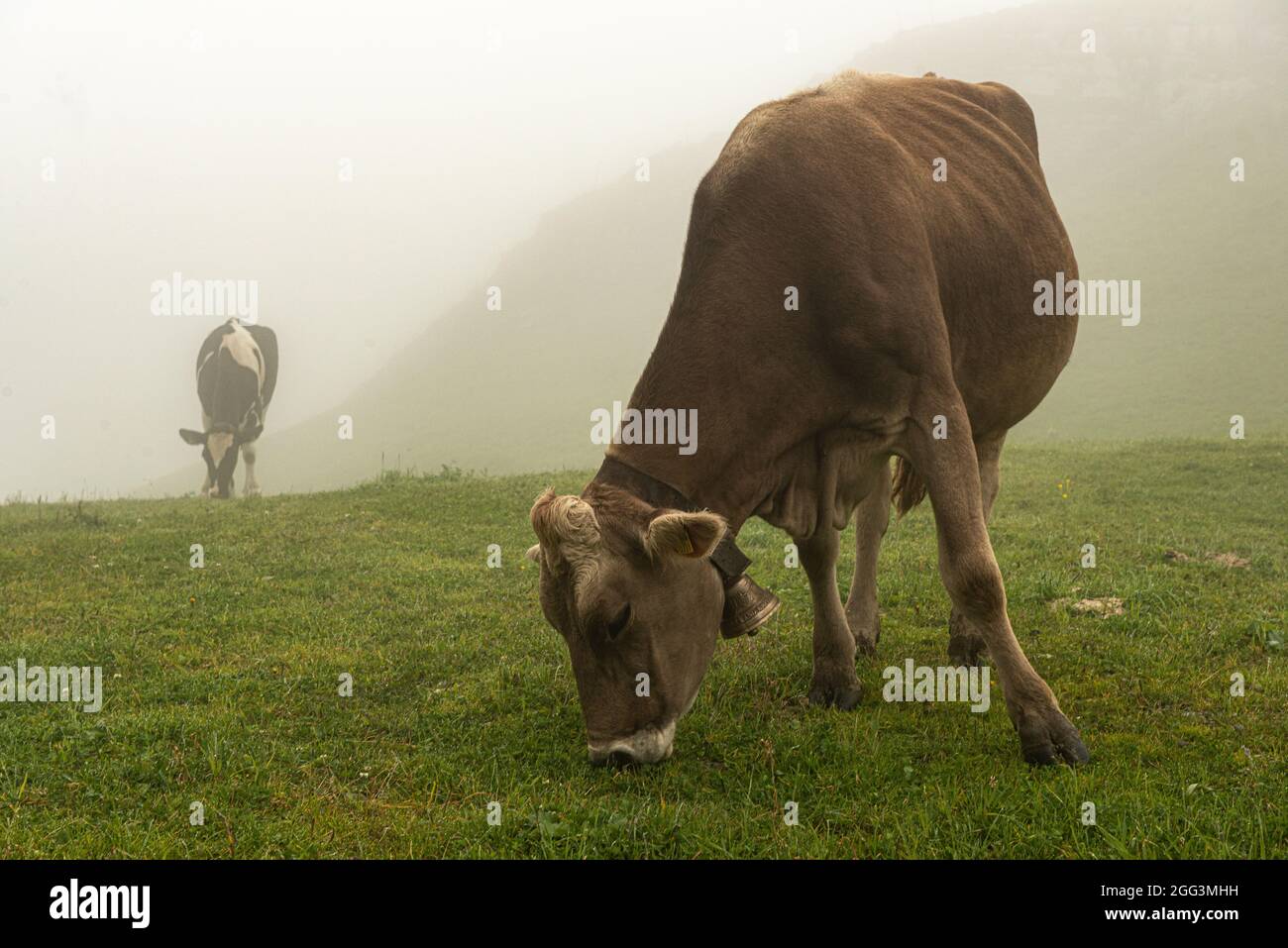 Chill cow hi-res stock photography and images - Alamy