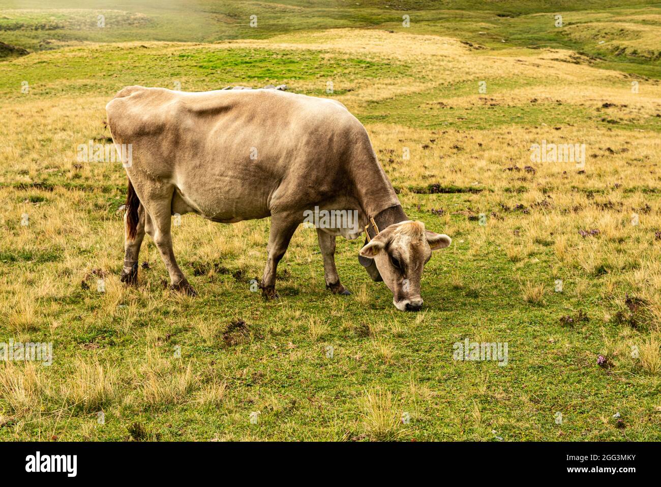Chill cow hi-res stock photography and images - Alamy