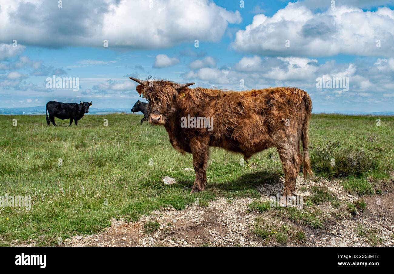 Welsh highland cow hi-res stock photography and images - Alamy