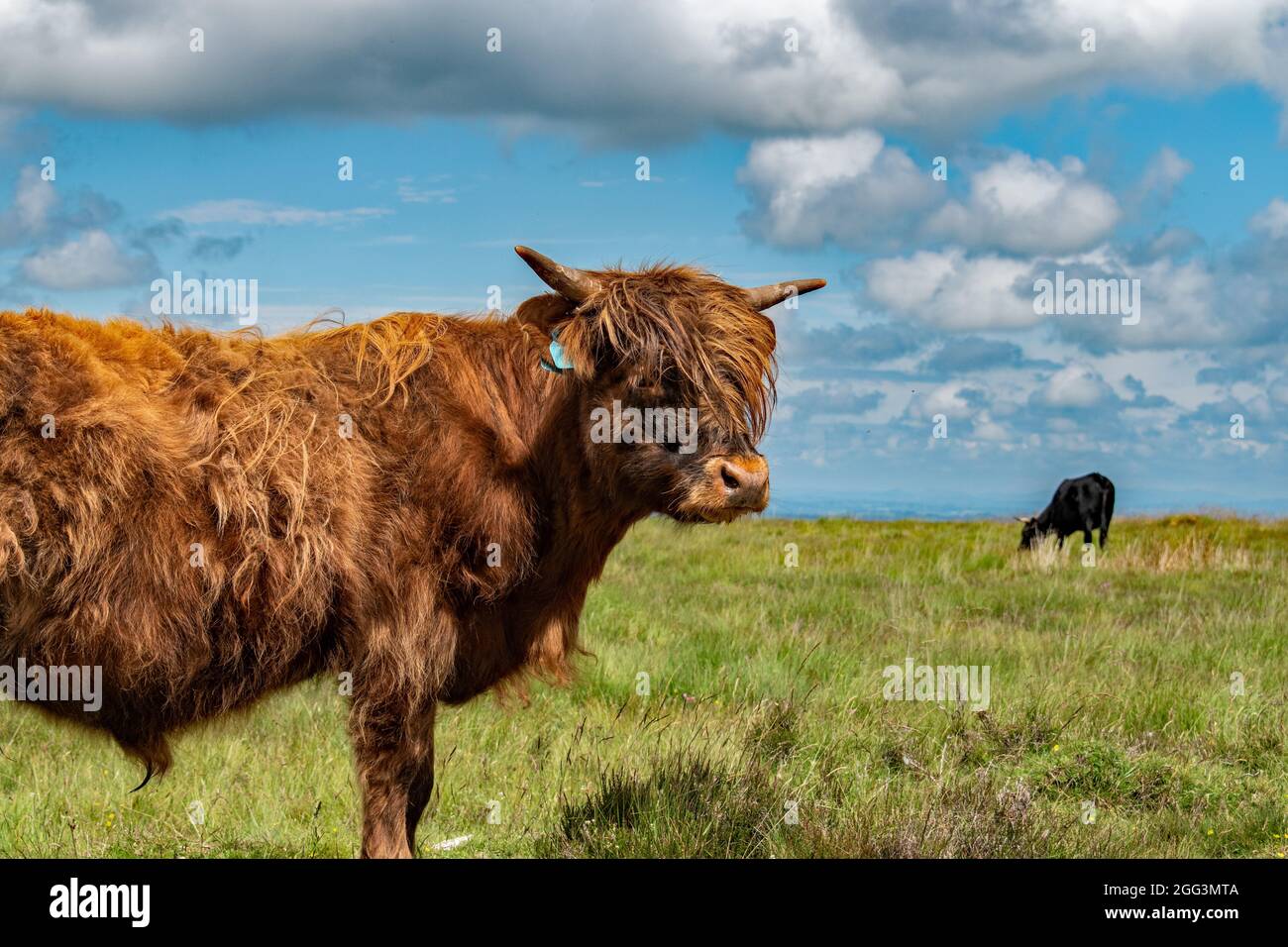 Highland cow on Llianllwi mountain, Wales. UK Stock Photo - Alamy