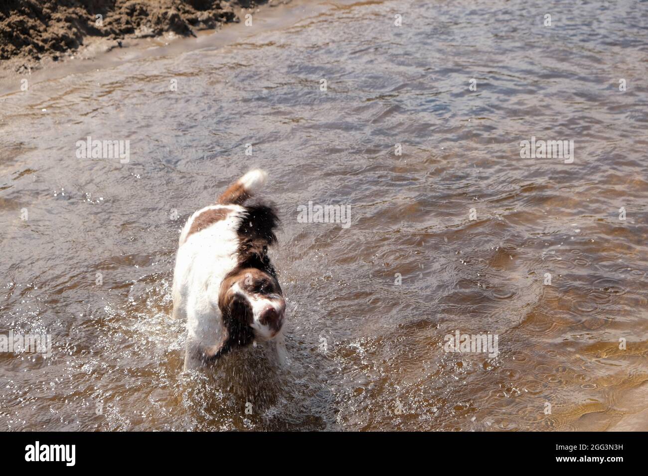 English springer spaniel head hi-res stock photography and images - Alamy