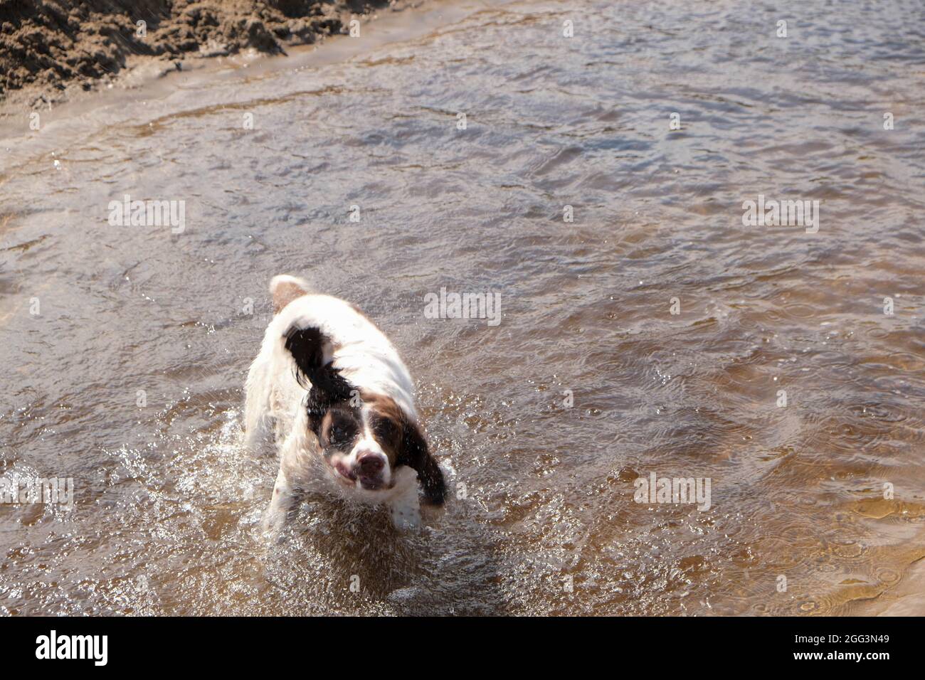 Flying spaniel hi-res stock photography and images - Alamy