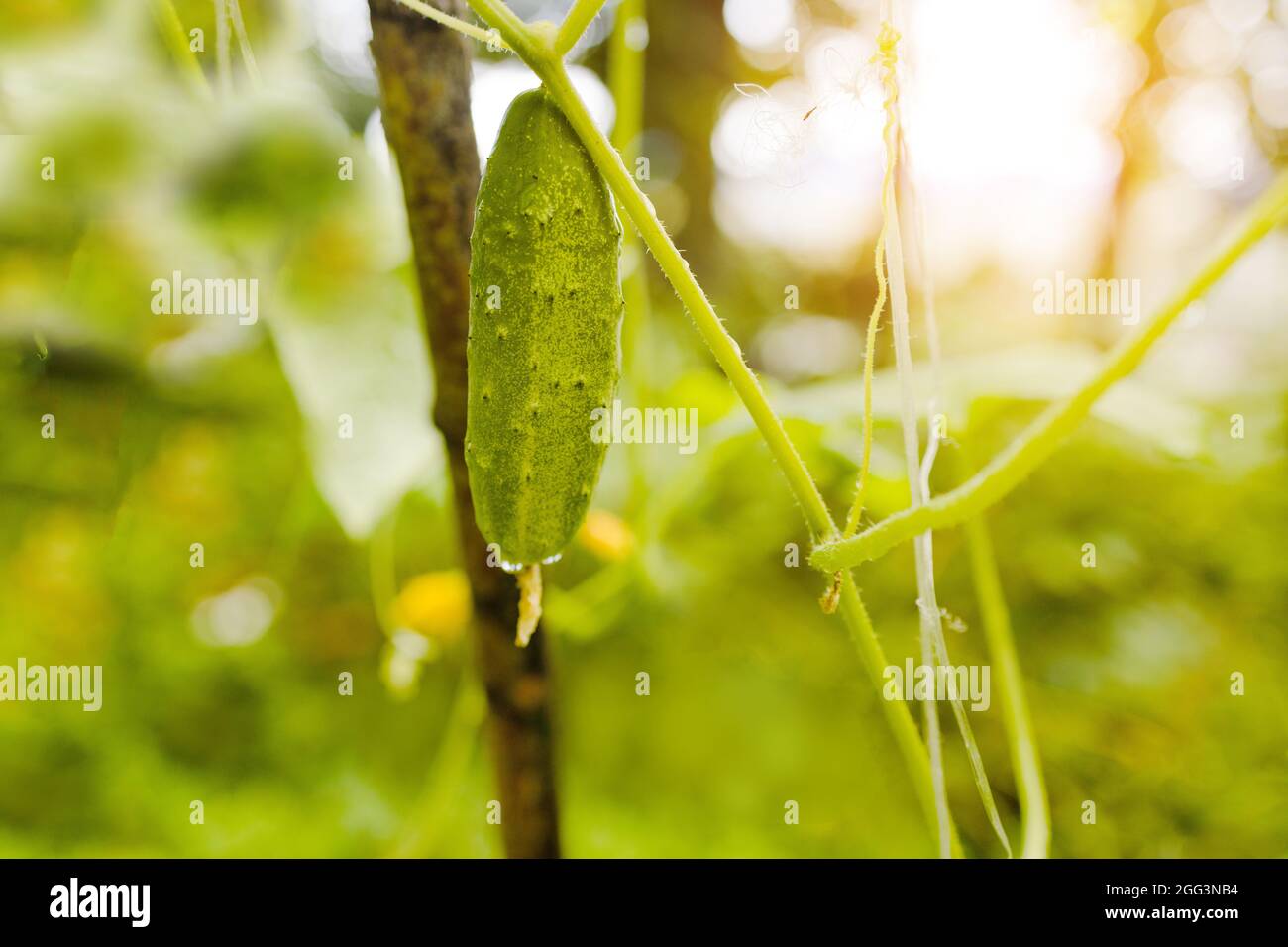 Young plant cucumber with blooming cucumber flowers. Growth and ...