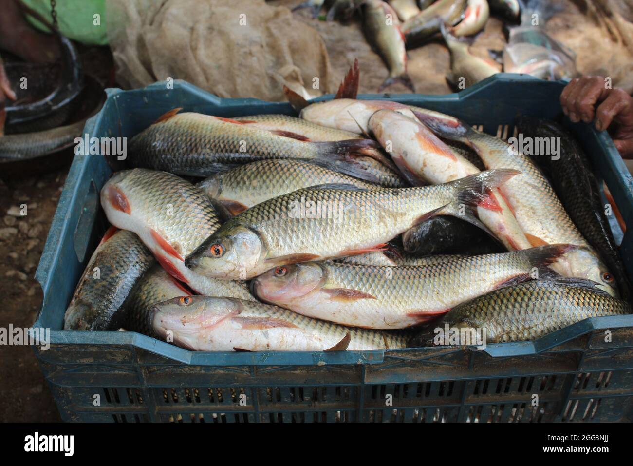 Rohu fish hi-res stock photography and images - Alamy