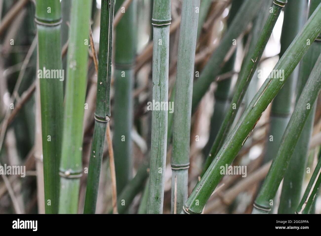 Background photo of bamboo trees, copy space Stock Photo - Alamy