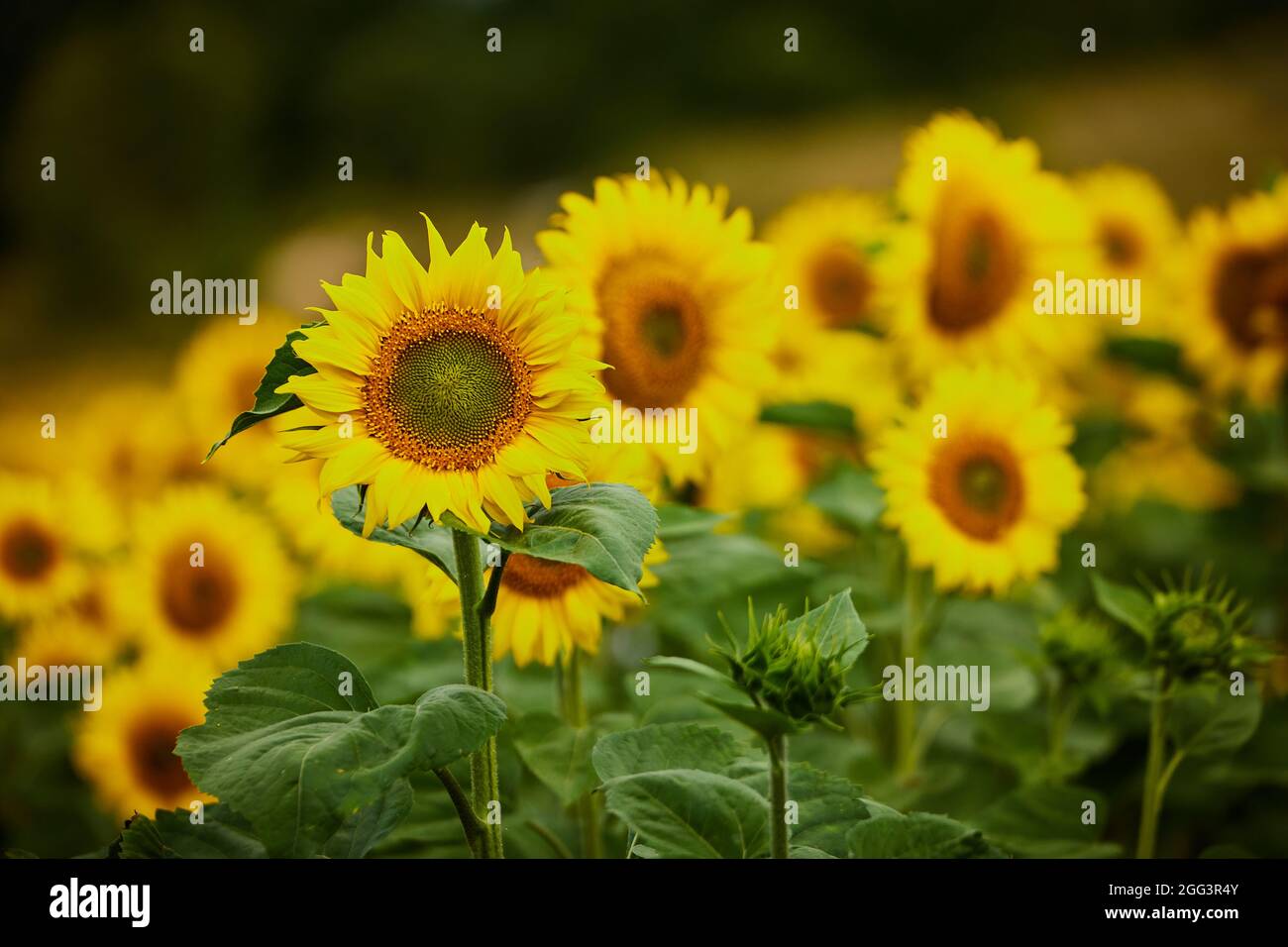 Flourishing landscapes hi-res stock photography and images - Alamy