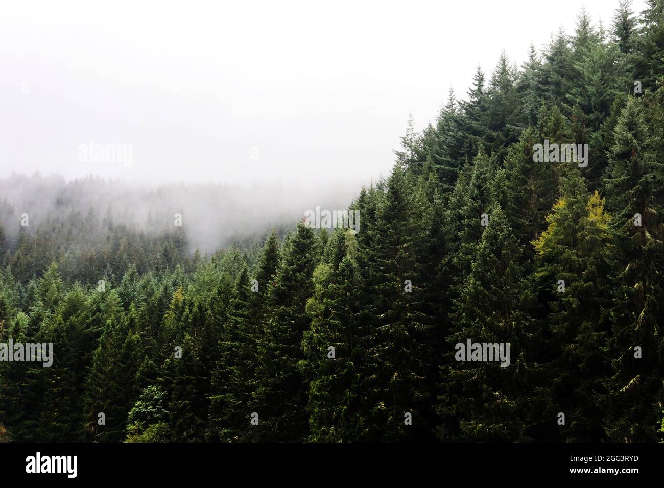 Mist over trees in Scotland Stock Photo - Alamy